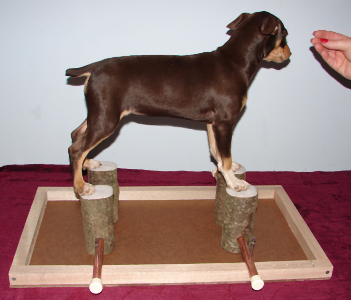 Training a Rat Terrier puppy to use the dog show stackers.